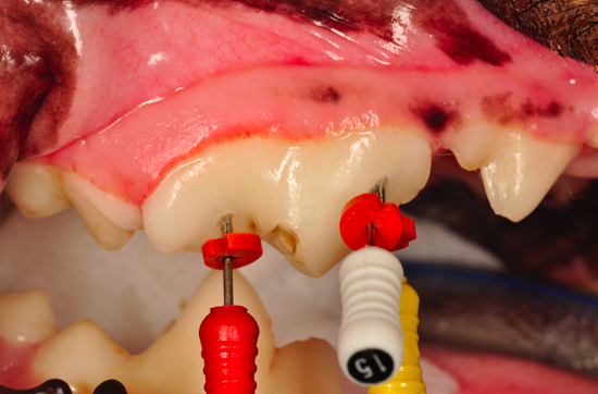 Root Canal Therapy - Pet Dental Center | Veterinary Dentistry and Oral ...