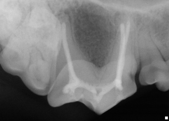 Root Canal Therapy - Pet Dental Center | Veterinary Dentistry and Oral ...